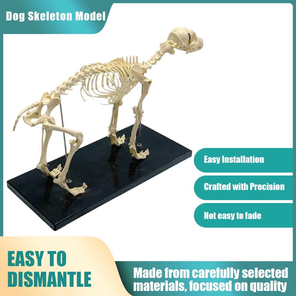 Dog Skeleton Model, Life Size Orthopedic Anatomical Display with ...