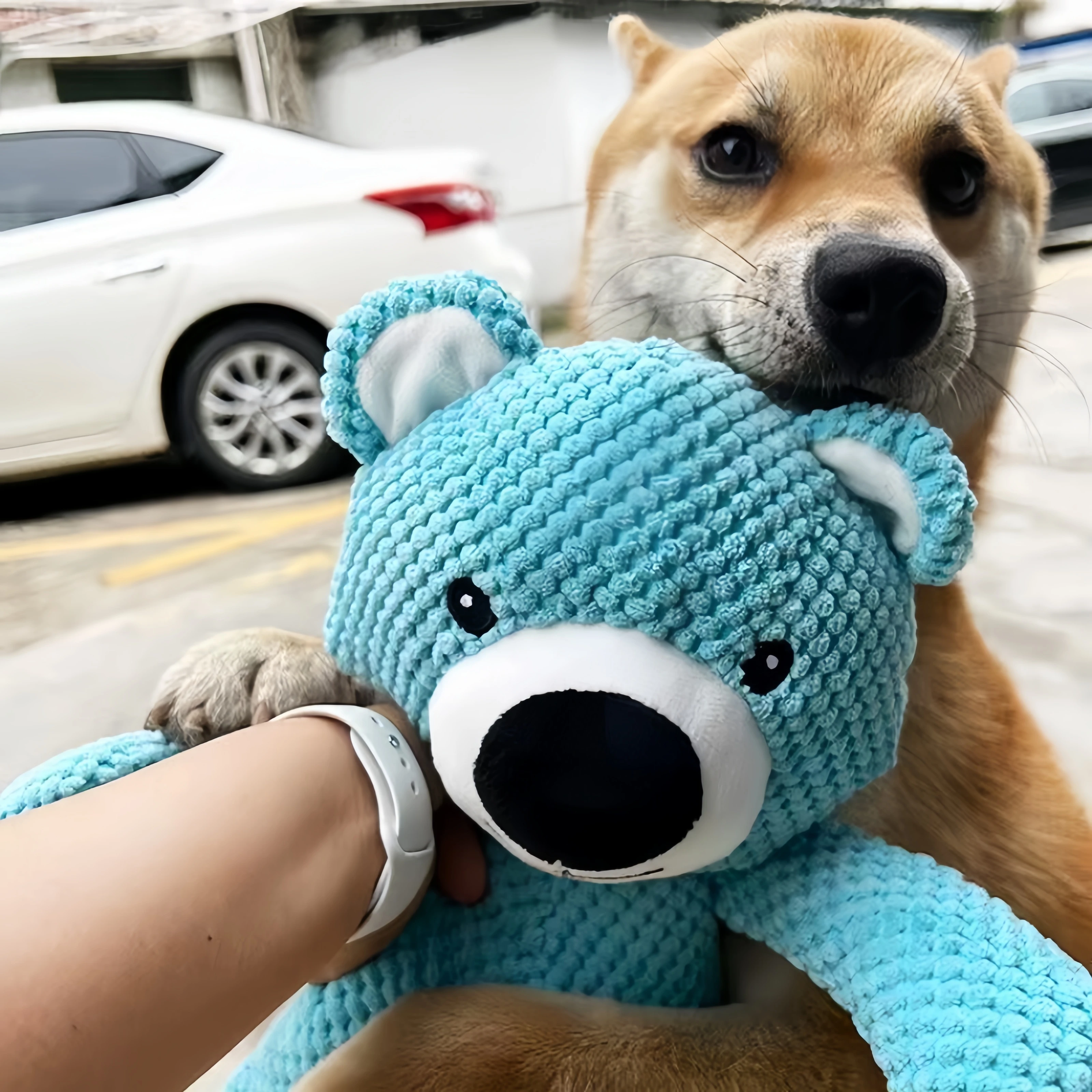 Pet-dog-teddy-bear-cloth-toy-bite-resistant-Molar-plush-puppy ...