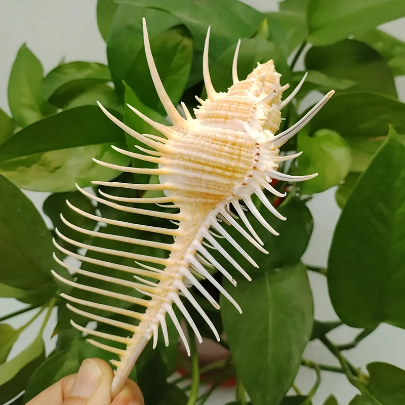 Natural Murex Pecten Seashell Venus Comb Murex Snail Shell Fish Tank ...
