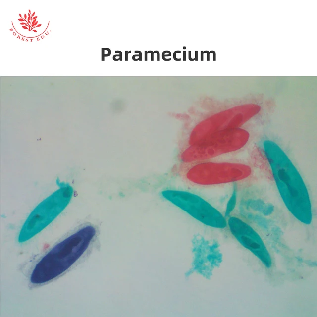 Paramecium Slide