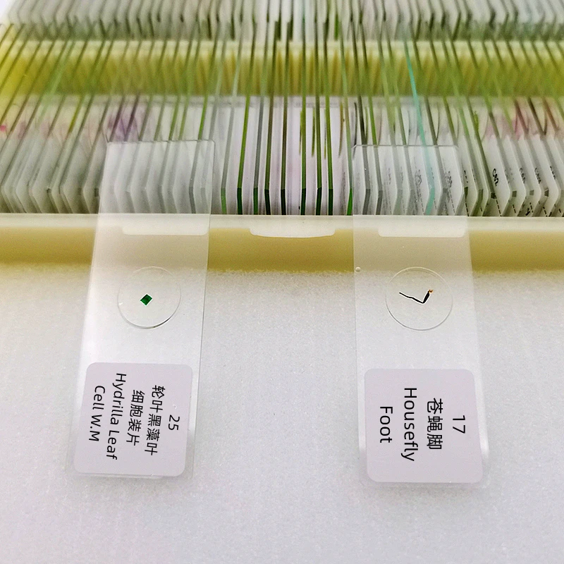 Prepared Microscope Slides Bacteria