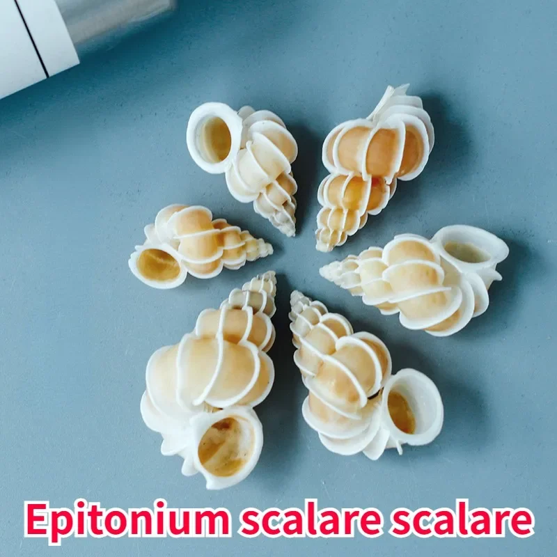 Epitonium-Scalare-Scalare-Natural-World-Famous-Snail-Rare-Sea-Snail ...