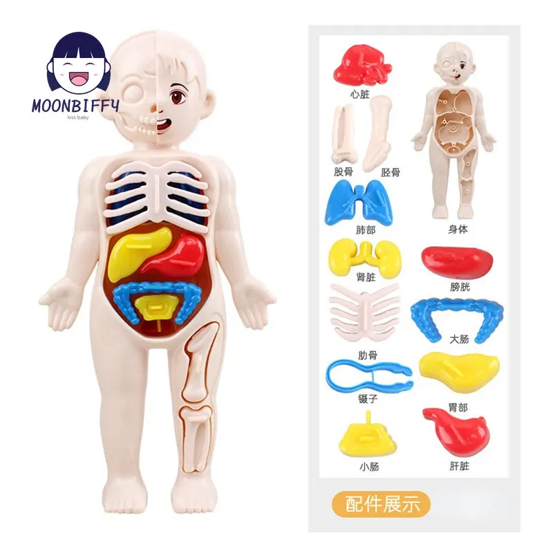 13-Piece-Set-Children-s-Science-and-Education-3D-Human-Body-Organ-Model ...