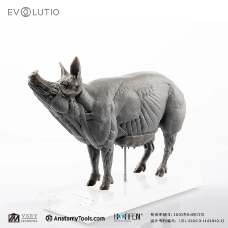 Bison Muscle Anatomy