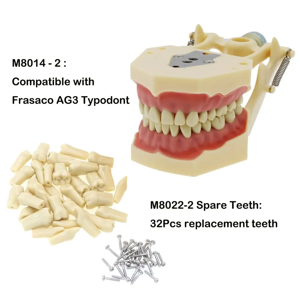 Dental-Restorative-Typodont-Model-32Pcs-Removable-Teeth-Frasaco-AG3 ...