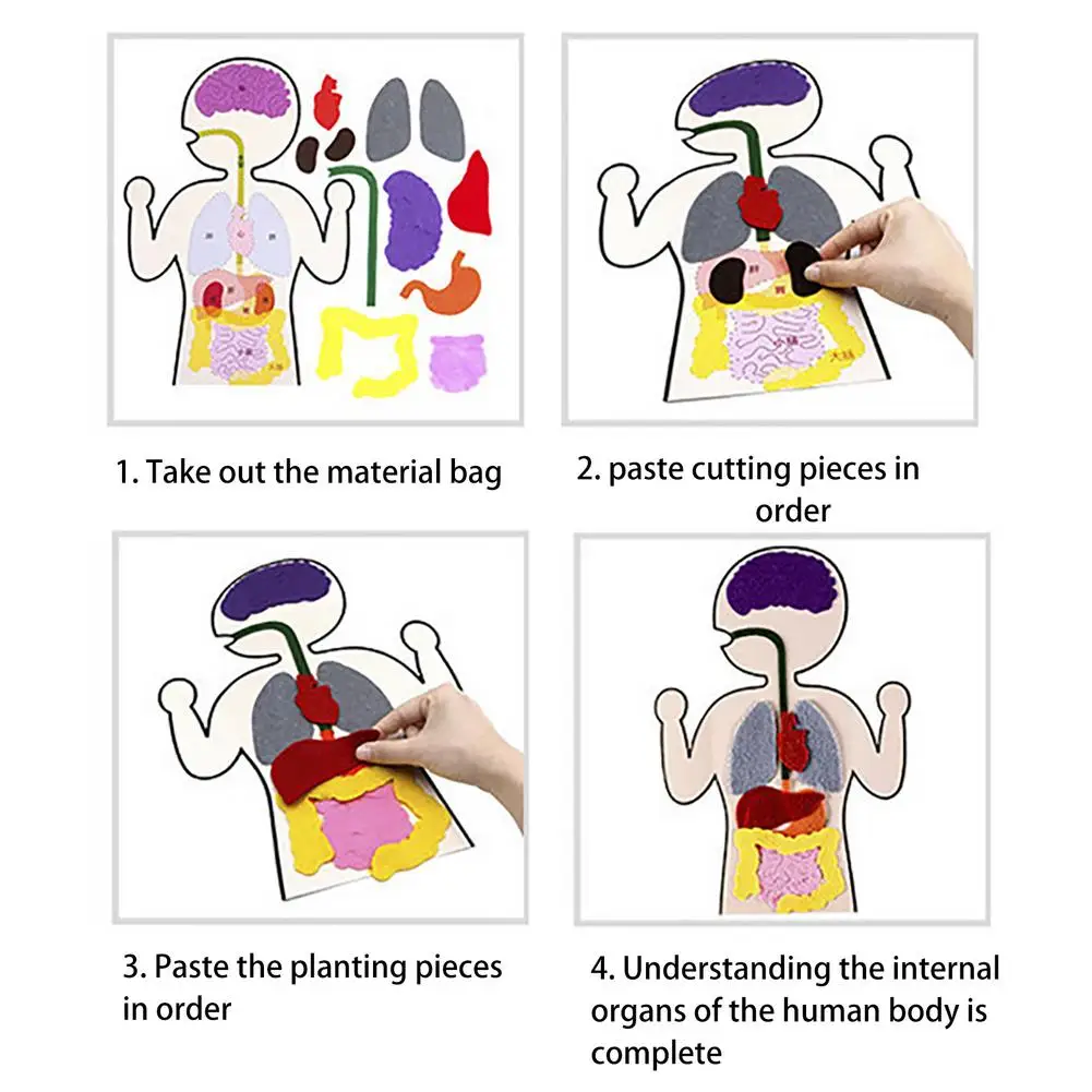 Human Body Outline For Kids With Organs