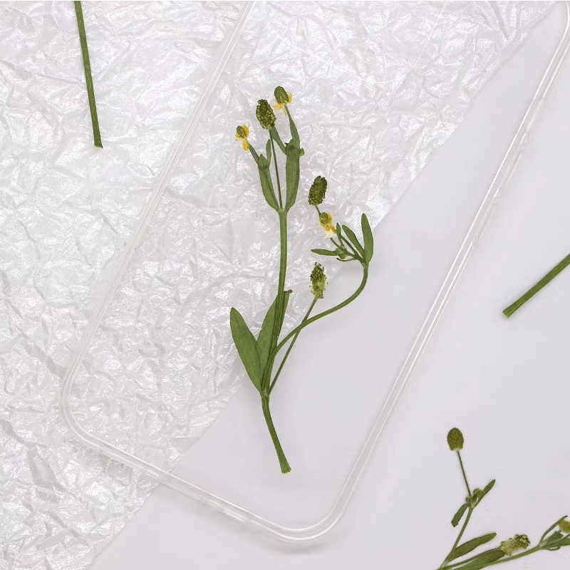 60pcs Pressed Dried Ranunculus sceleratus L Flower Herbarium Resin ...