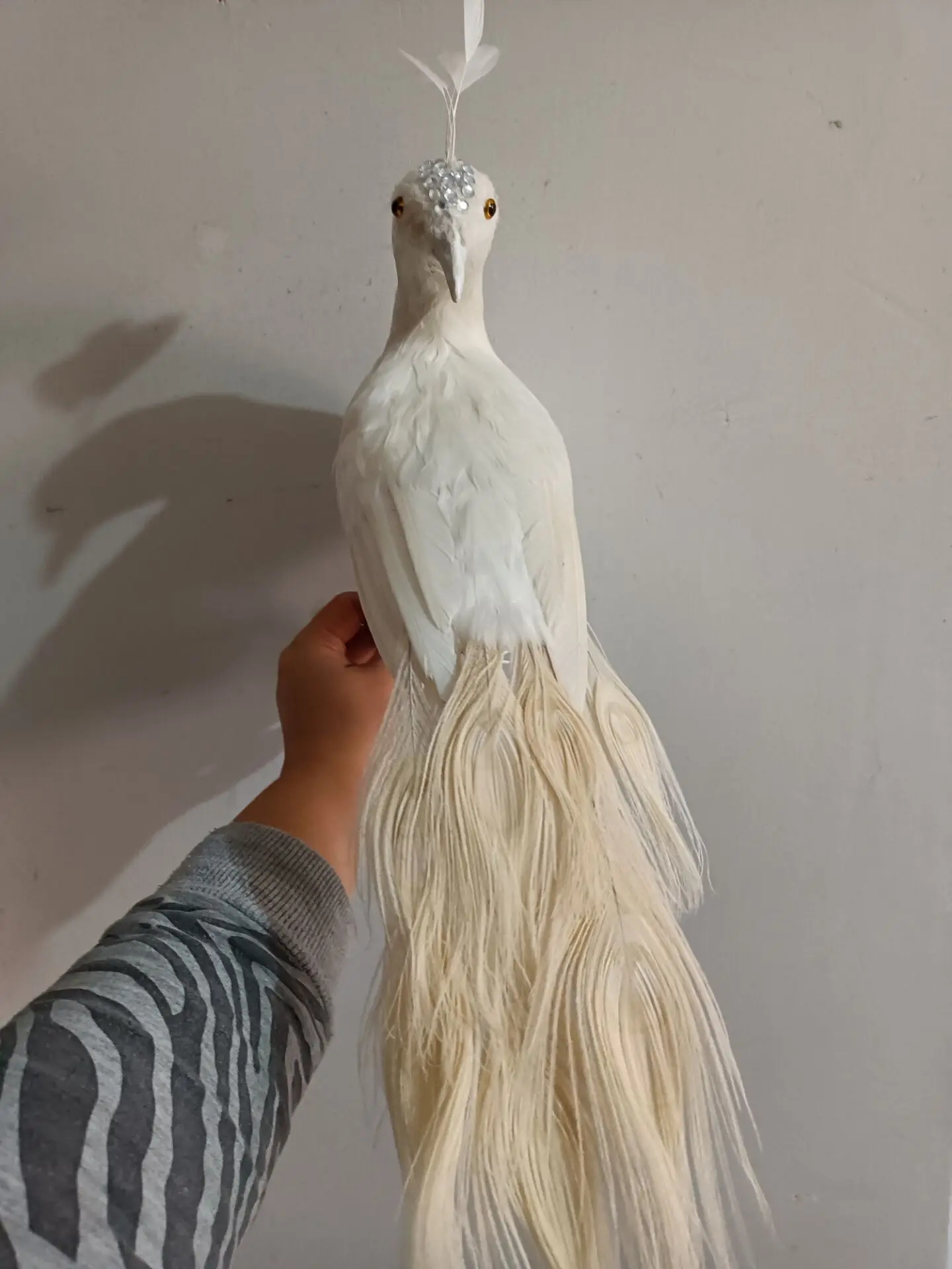 Half Albino Peacock Real