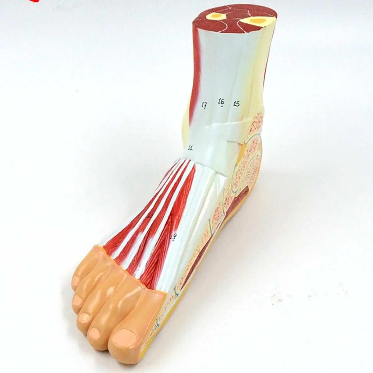 Life-Size-Human-1-Part-Foot-Cross-section-Structural-Morphology-Model ...