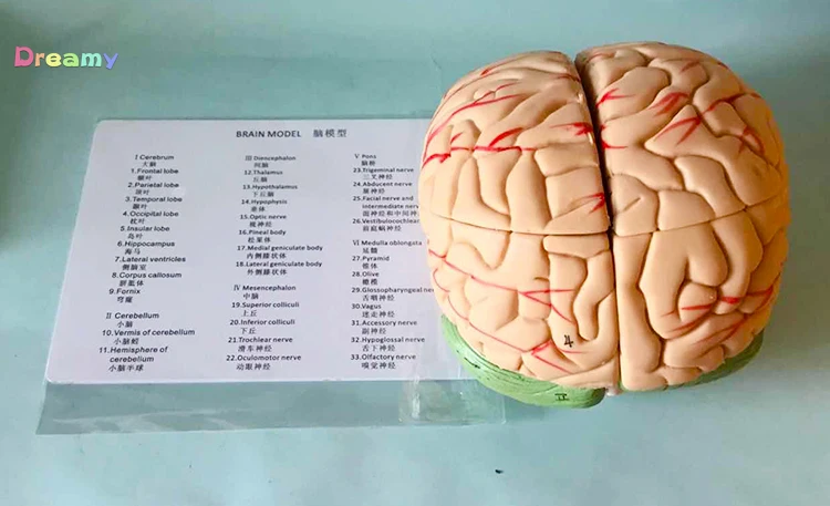 Inferior Brain Model