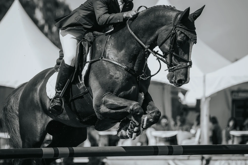 Black And White Horse Jumping Photography