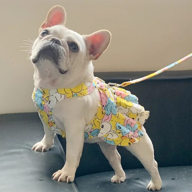 Como Vestir A Los Bulldog Frances
