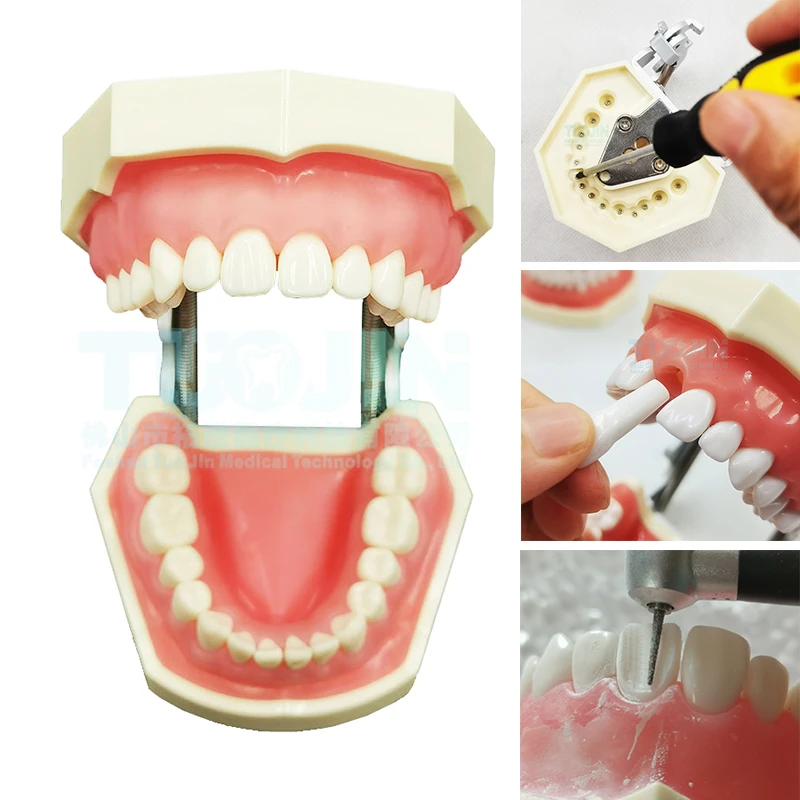 Dental 28pcs Removable Resin Teeth Soft Gums Typodont Tooth Model ...