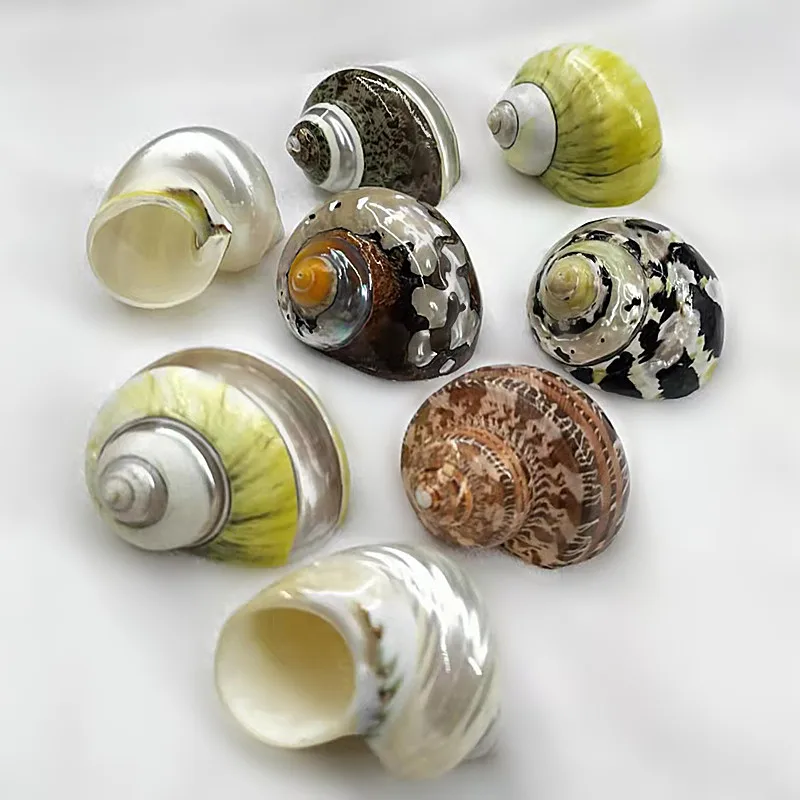 Natural-Shell-Conch-Dwelling-Crab-Replacement-Shell-Roll-Shell-Fish ...