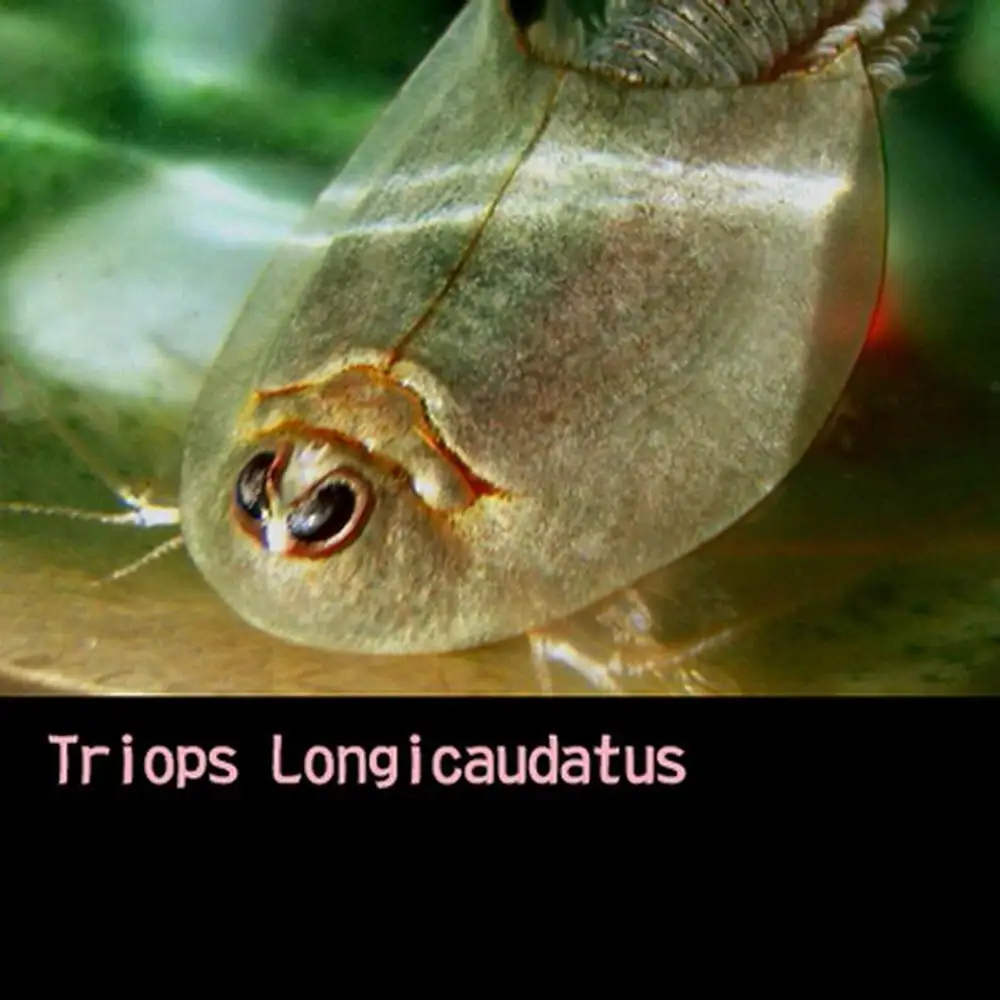 Triops Fish