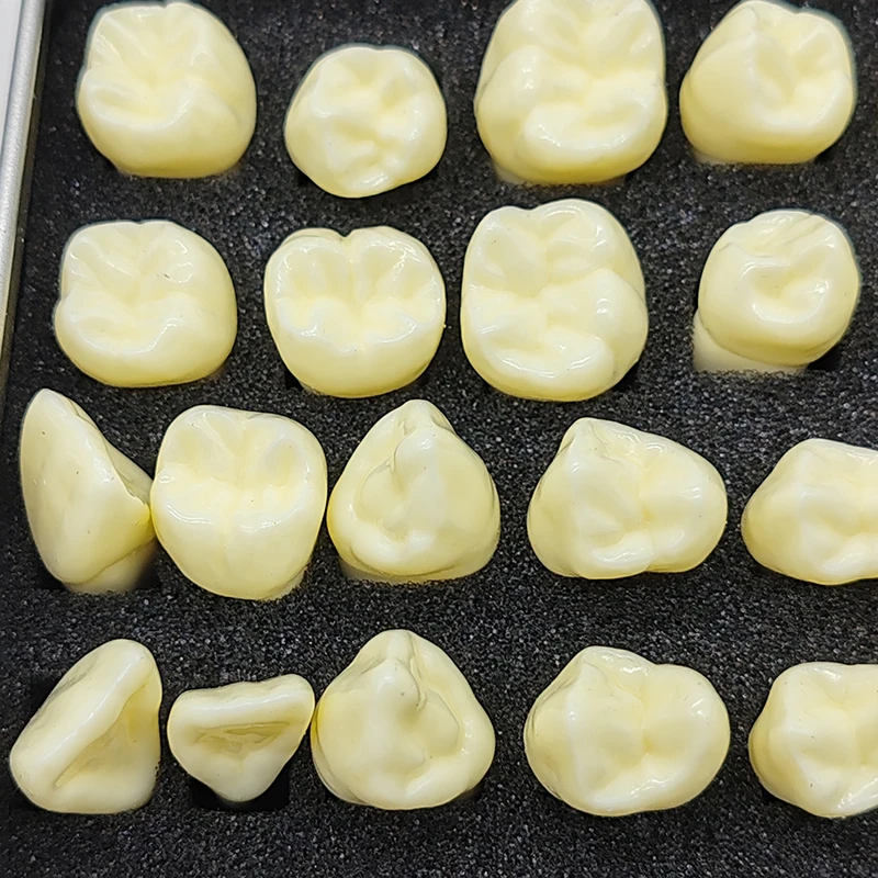 Cheap-Dental-M7024-2-times-permanent-teeth-Model-Dental-Standard ...