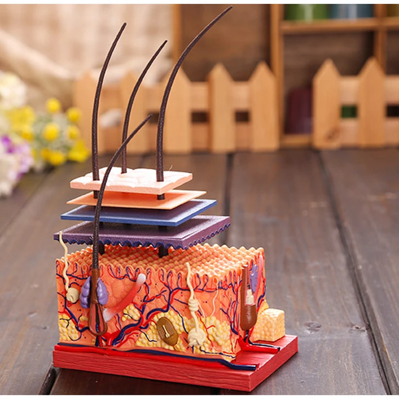 4D-Human-Skin-and-Hair-Assembly-Humans-Skull-Skeleton-Anatomical-Skin ...