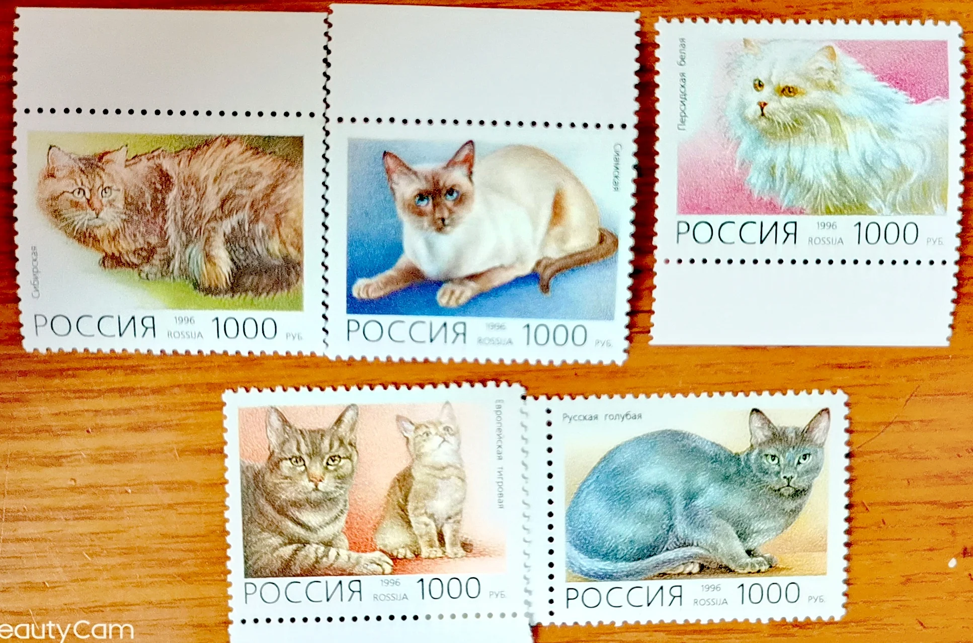 5Pcs-Set-New-Russia-Post-Stamp-1996-Pet-Cats-Postage-Stamps-MNH.jpg
