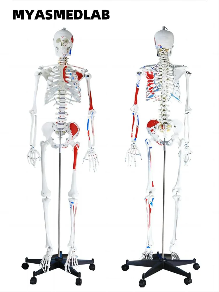 170cm-Colored-Human-Skeleton-with-Muscle-Coloring-Model-Skeleton-with ...