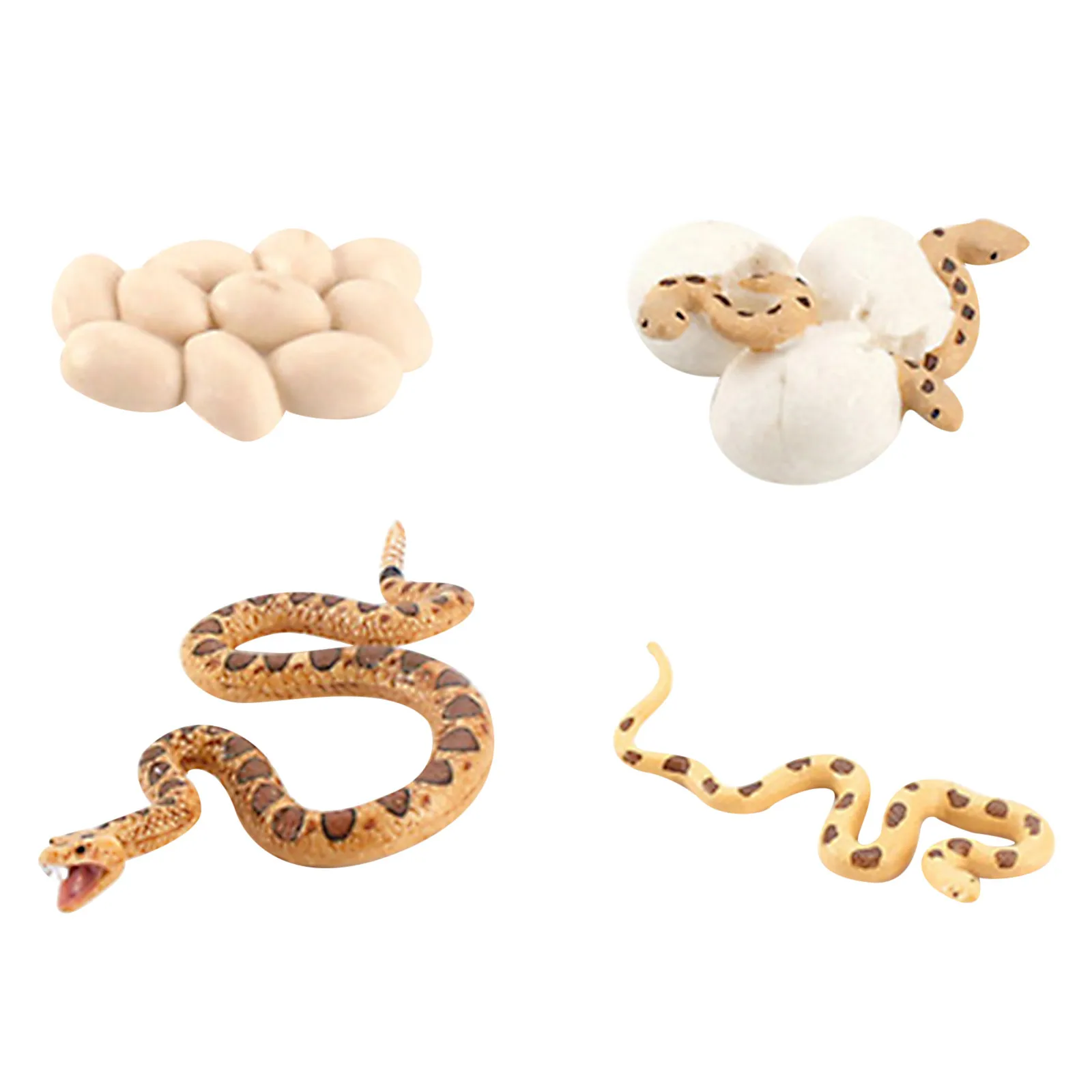 Snake Life Cycle