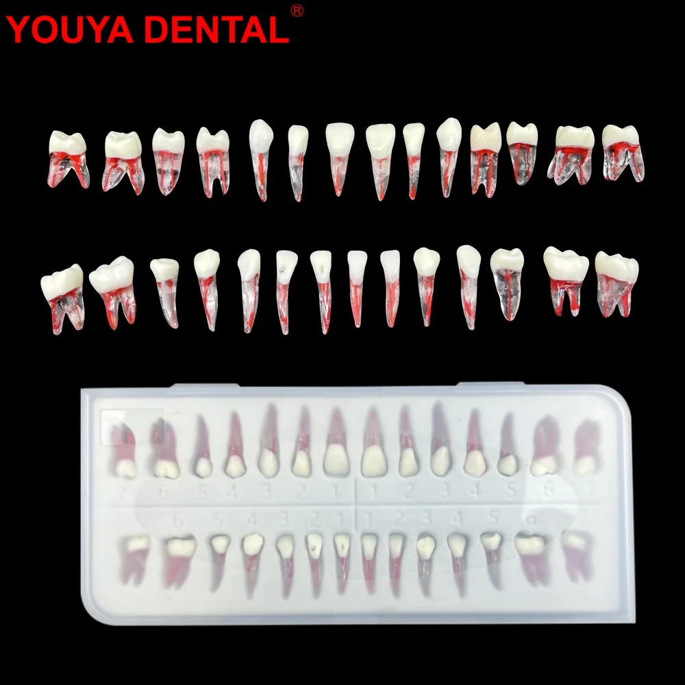 28pc/set Endodontic Teeth Training Dental Endo Teeth Root Canal Model ...