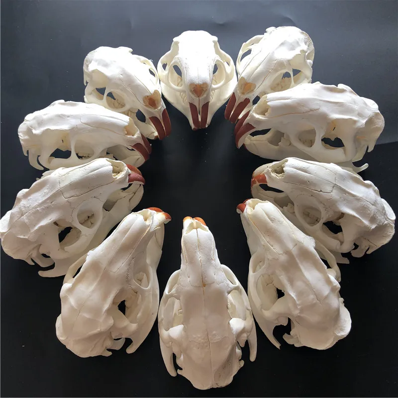 Myocastor Coypus Skull