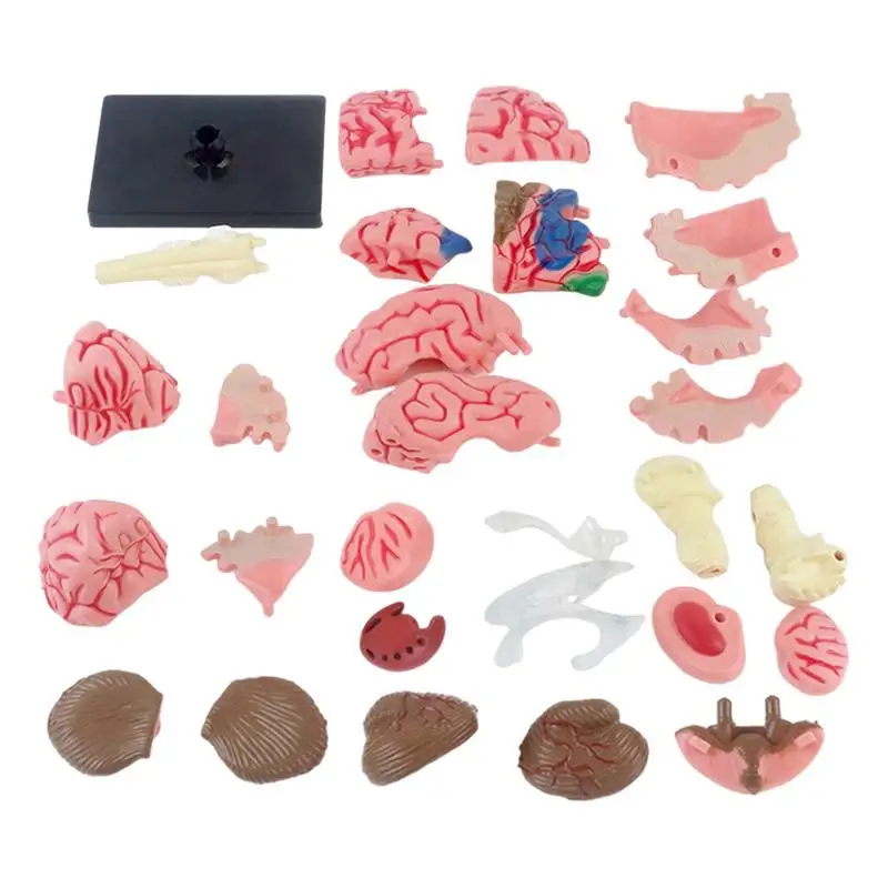 Human-Brain-Model-Anatomical-Model-Teaching-Med-Model-with-Display-Base ...