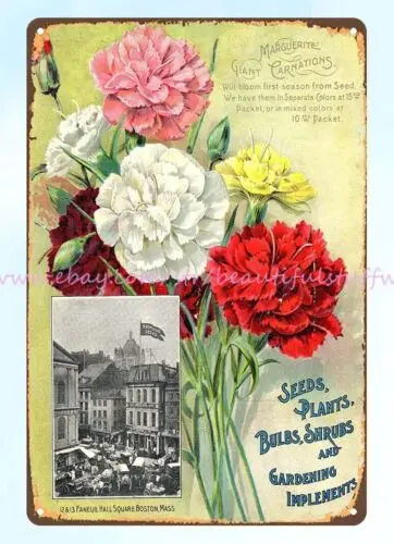 1899-Marguerite-giant-carnations-Seeds-plants-bulbs-shrubs-gardening ...