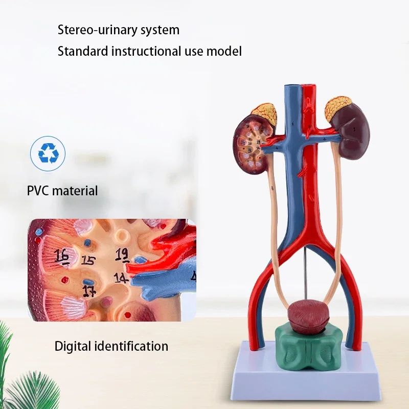 Kidney Model Labeled Human Kidney Model With Nephron & Glomerulus ...