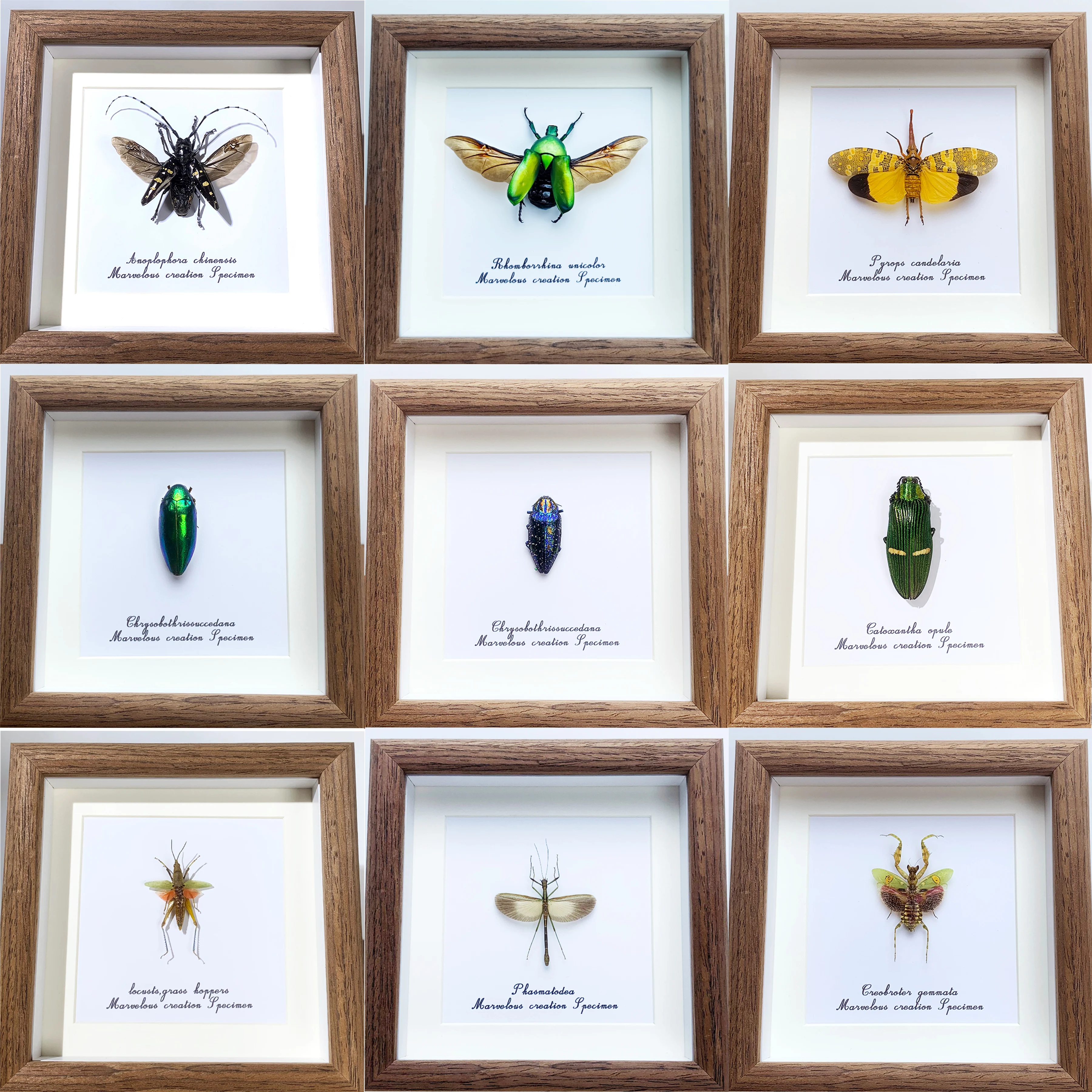Real Insects Specimen Photo Frame Decorative Painting Real Beetles ...