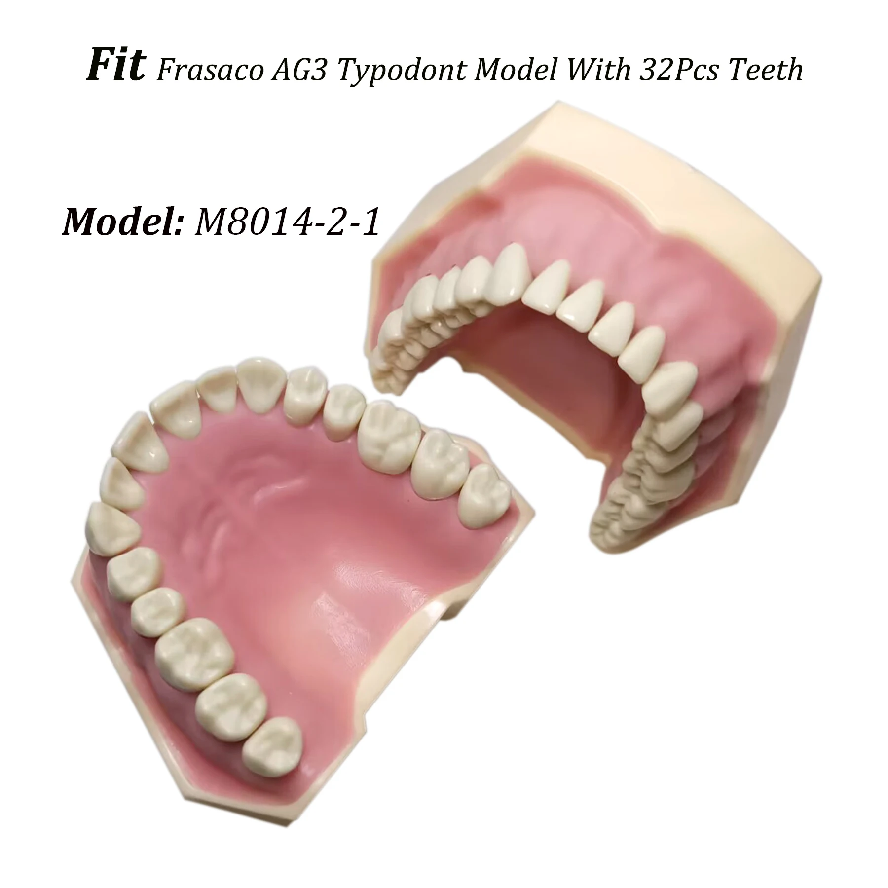 Frasaco-AG3-Typodont-Fit-Dental-32Pcs-Screw-in-Teeth-Model-Practice ...