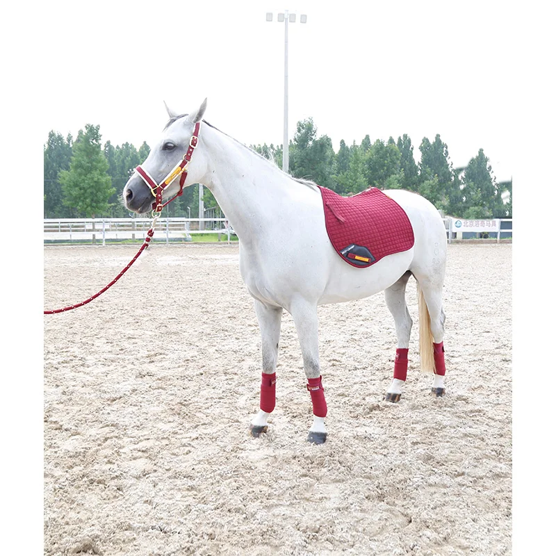 White Hanoverian Horse