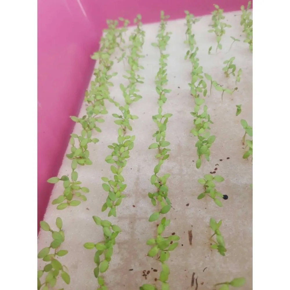 30*20cm Hydroponic Vegetable Sponge Superabsorbent 96 Wells Seed Sponge ...