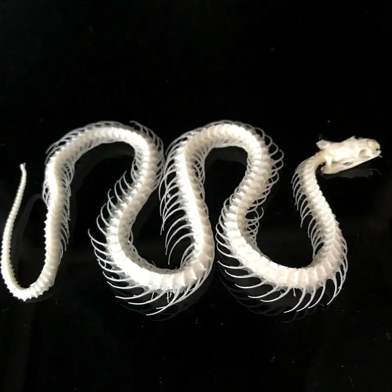 Snake Skeleton