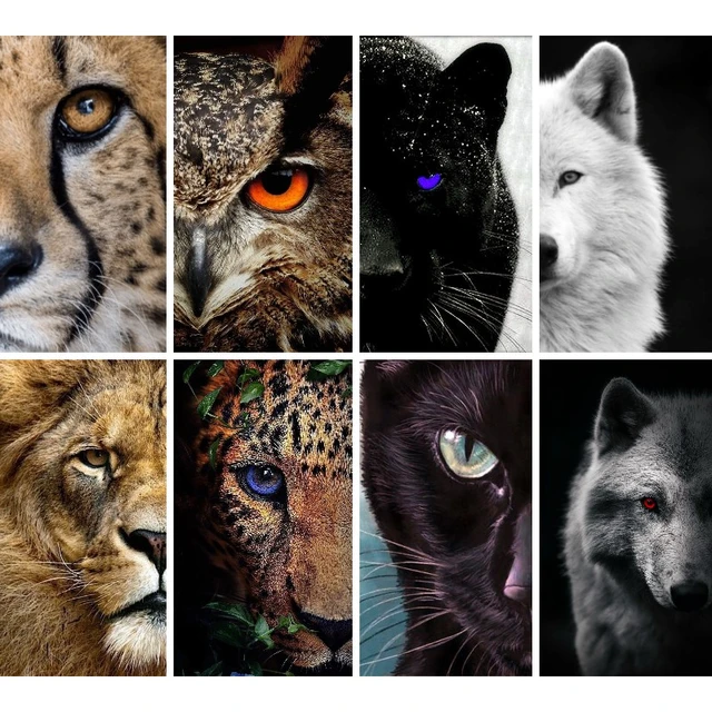 Half Lion Half Leopard