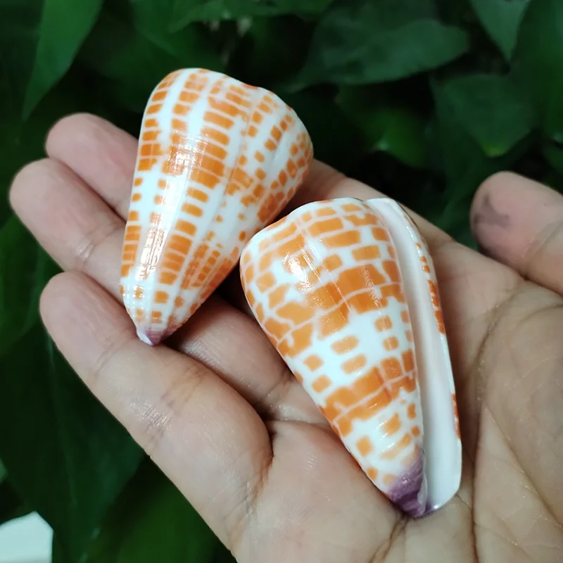 2PCS-Alaphbet-Cone-Shell-Real-Conch-Red-Spot-Cone-Shape-Sea-Shells ...