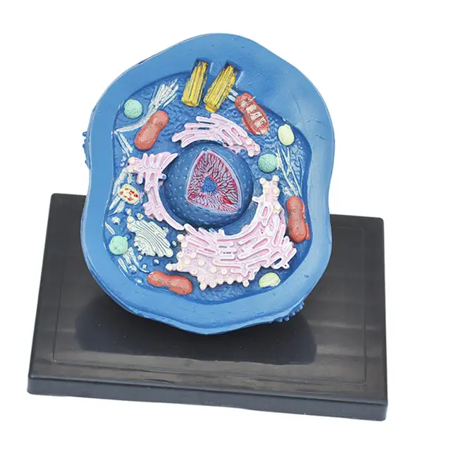 Animal Kit Clear Plant Cross-Section Cell Anatomy Model Detachable ...