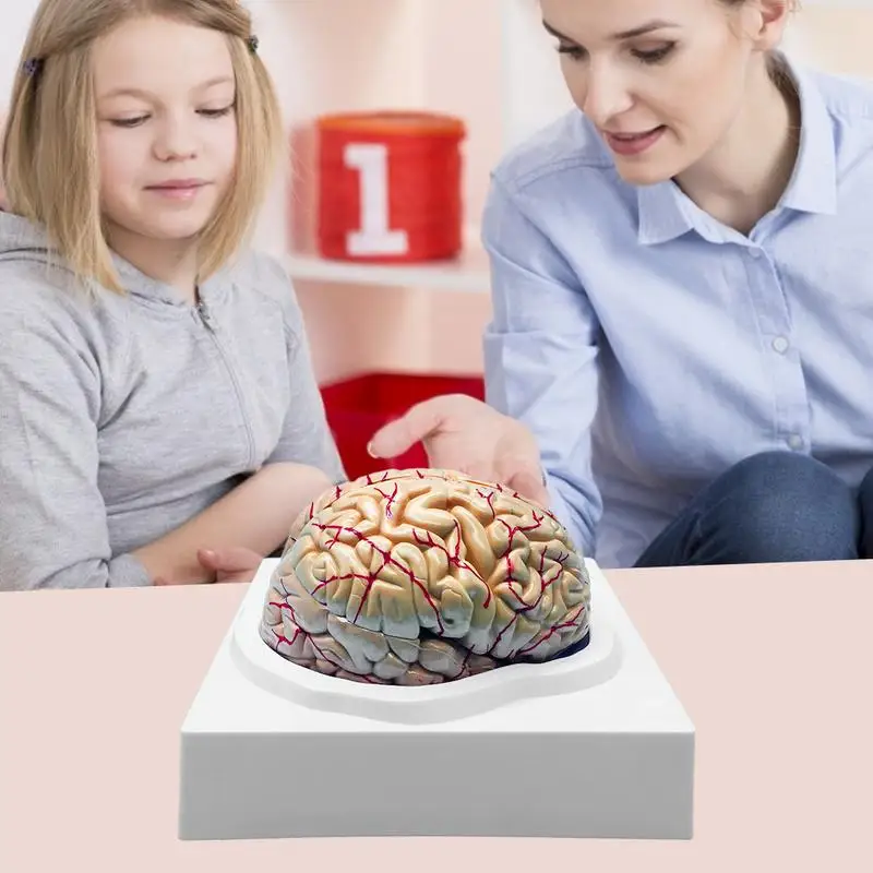 Human-Brain-Model-Accurate-Brain-Anatomy-Props-For-Science-Classroom ...
