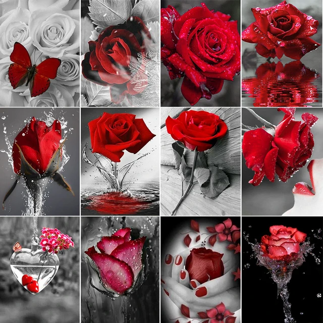 Black And White Red Rose