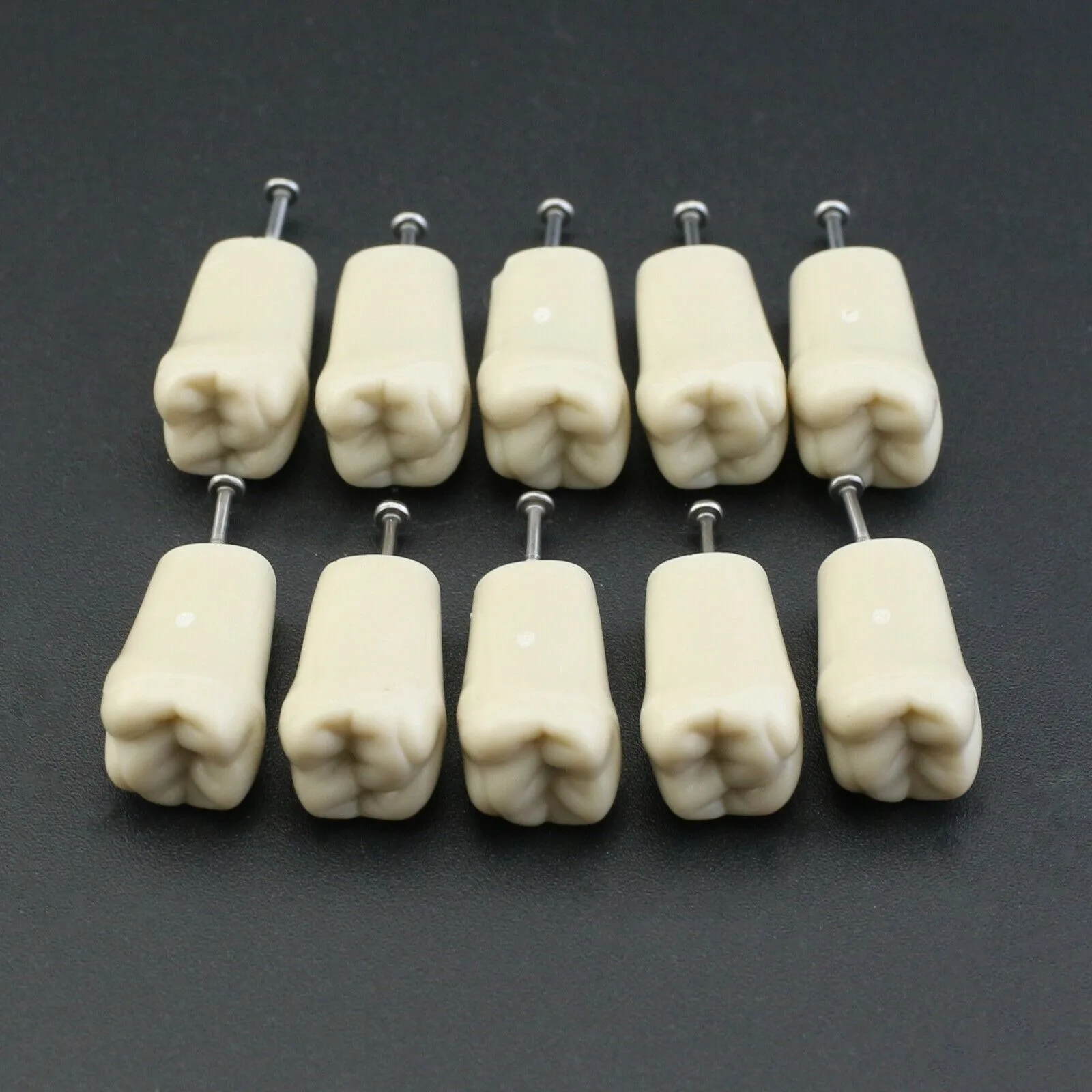 Dental-Typodont-Columbia-Dentoform-860-Type-32-Teeth-Removeable-Dental ...