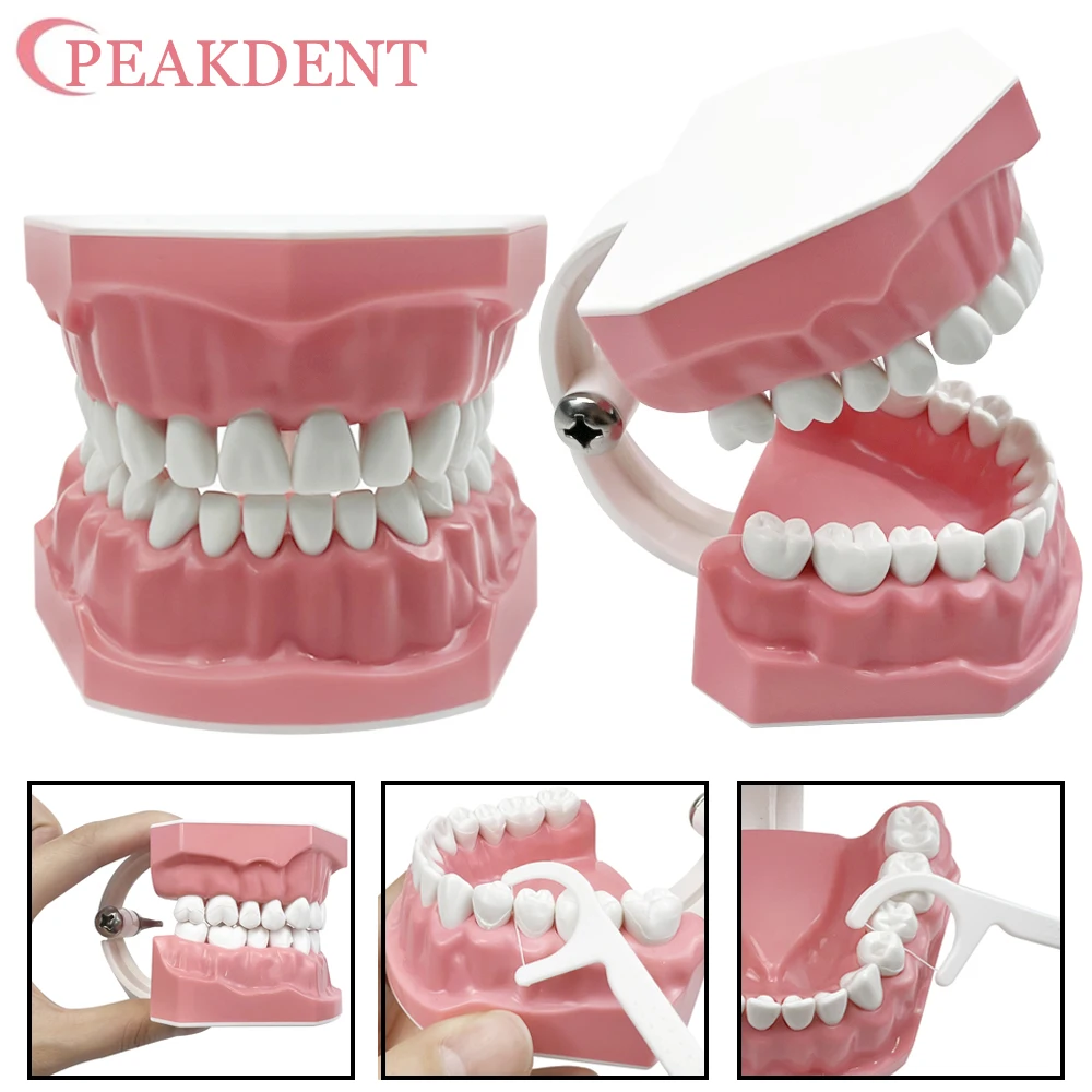 Standard-Teeth-Model-Dentist-Practice-Display-Typodont-Teaching ...