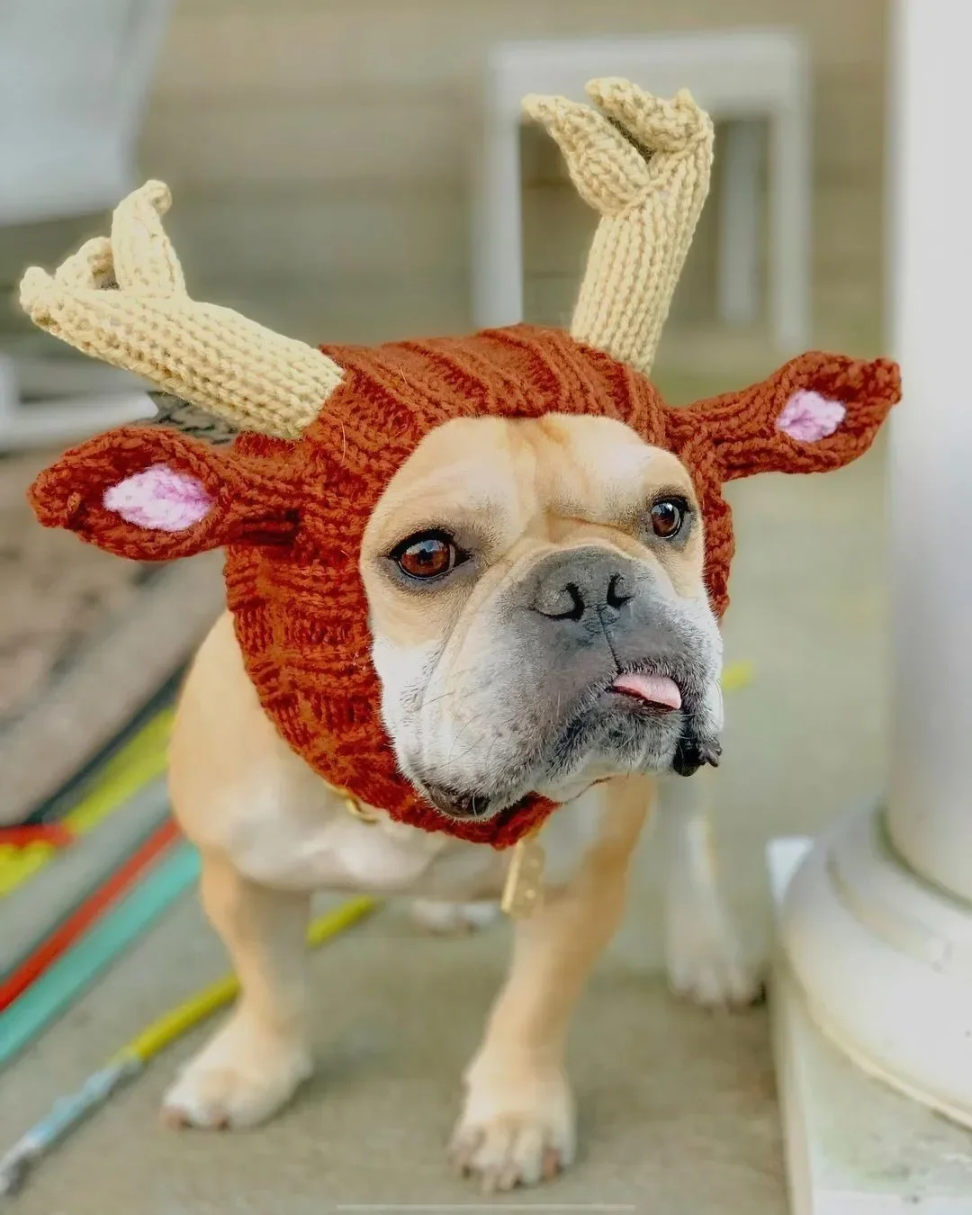 Pet-Knitted-Hat-Fashion-Winter-Warm-Windproof-Pet-Cap-Four-Seasons-Can ...