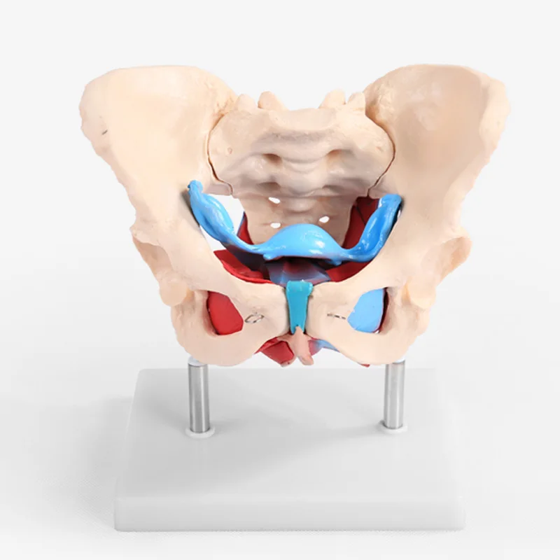 BIX-A1037-Female-Pelvis-Model-With-Pelvic-Floor-Muscle.jpg
