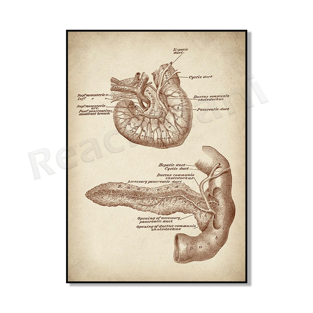 Pancreas Anatomy Netter
