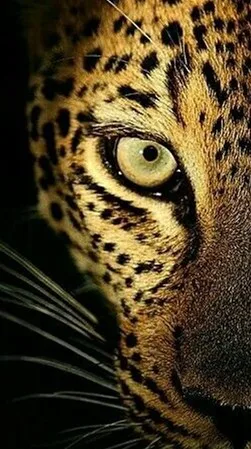 Half Lion Half Leopard