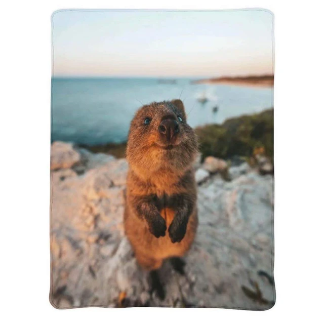 Quokka Smiling Sleeping