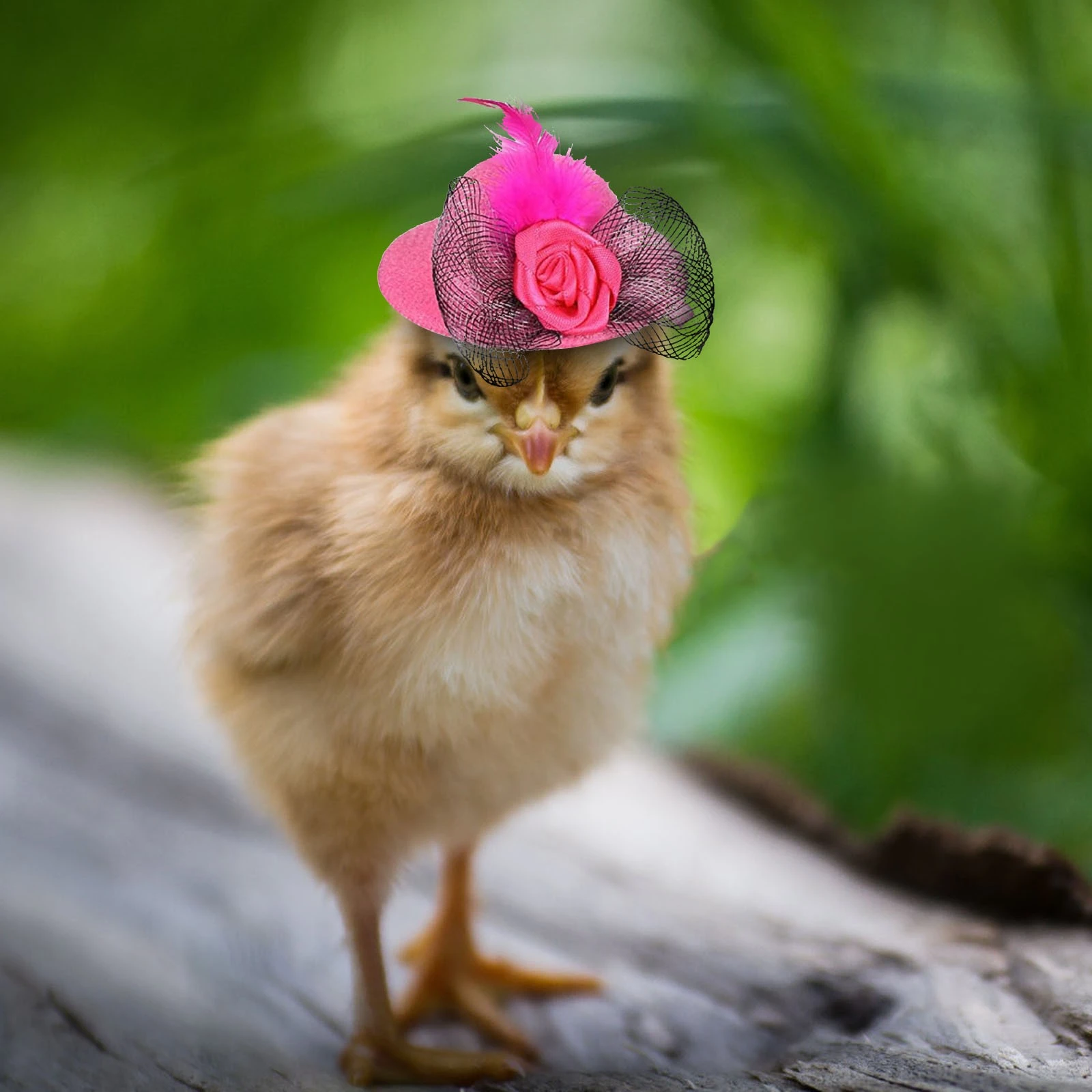 Baby Chickens In Hats