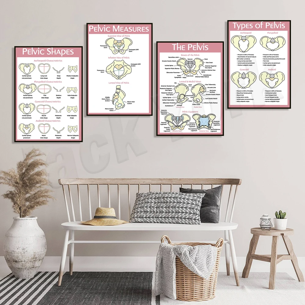 Pelvis-Shapes-Types-of-Pelvis-Poster-Pelvic-Measurement-Chart-Anatomy ...