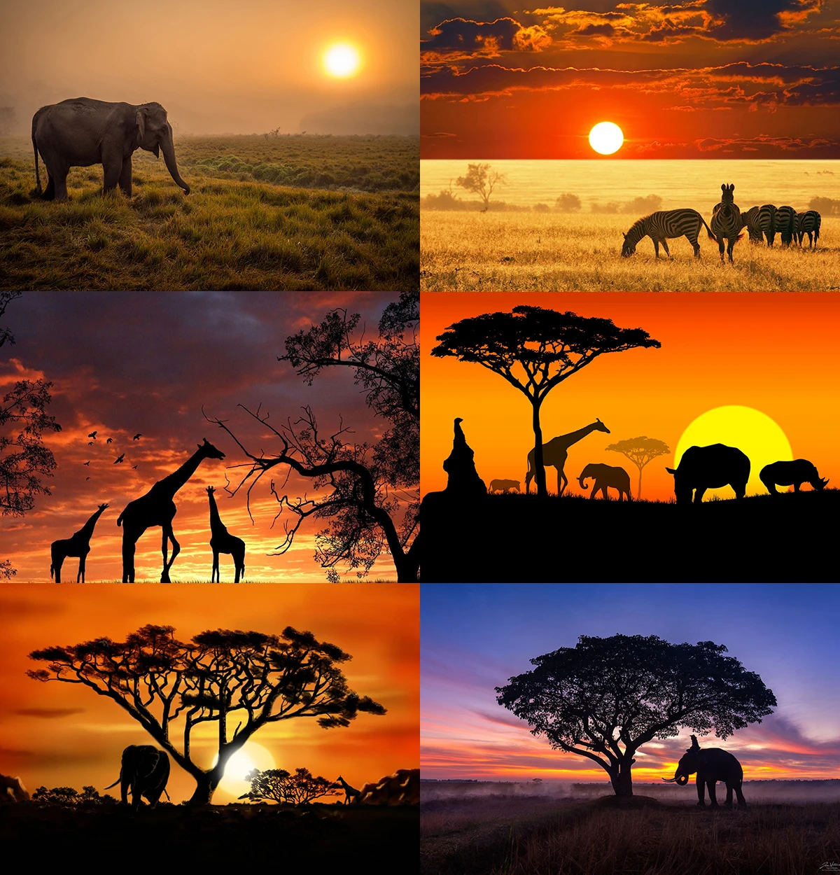 African Sunsets With Animals