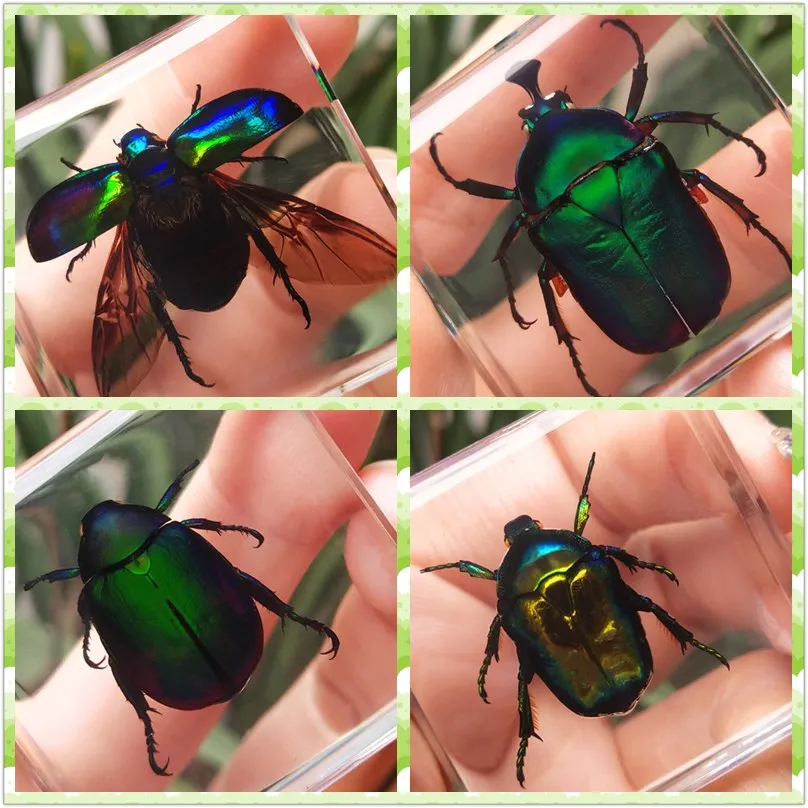 Square Insect Specimen Beetle Longhorn Decorations Transparent Resin ...